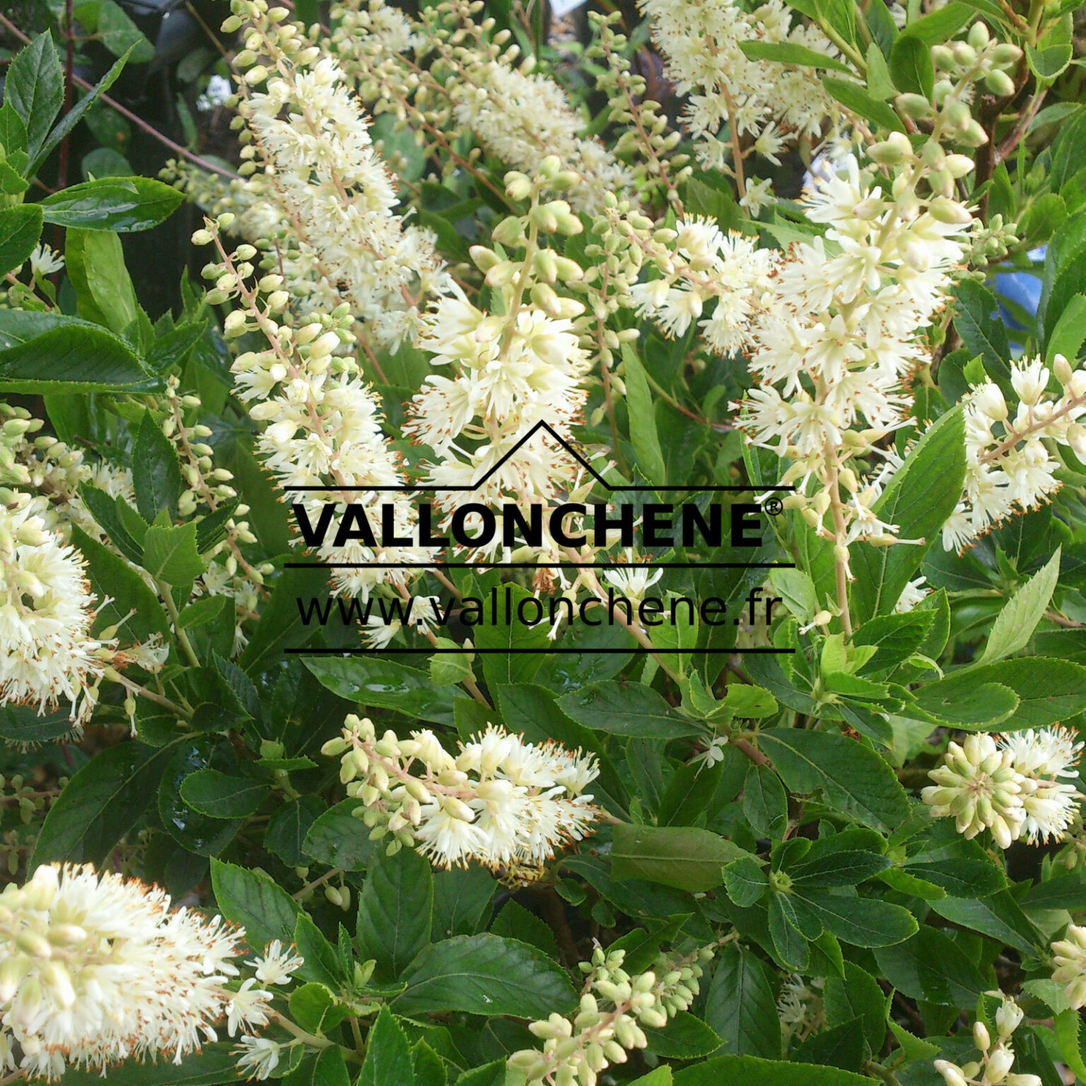 CLETHRA alnifolia 'Hummingbird' - summer sweet