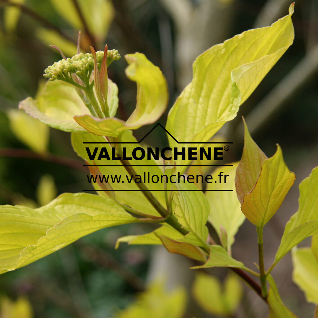 CORNUS alba 'Aurea' - cornouiller blanc