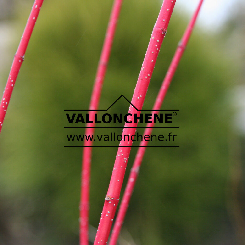 CORNUS alba 'Bâton Rouge'