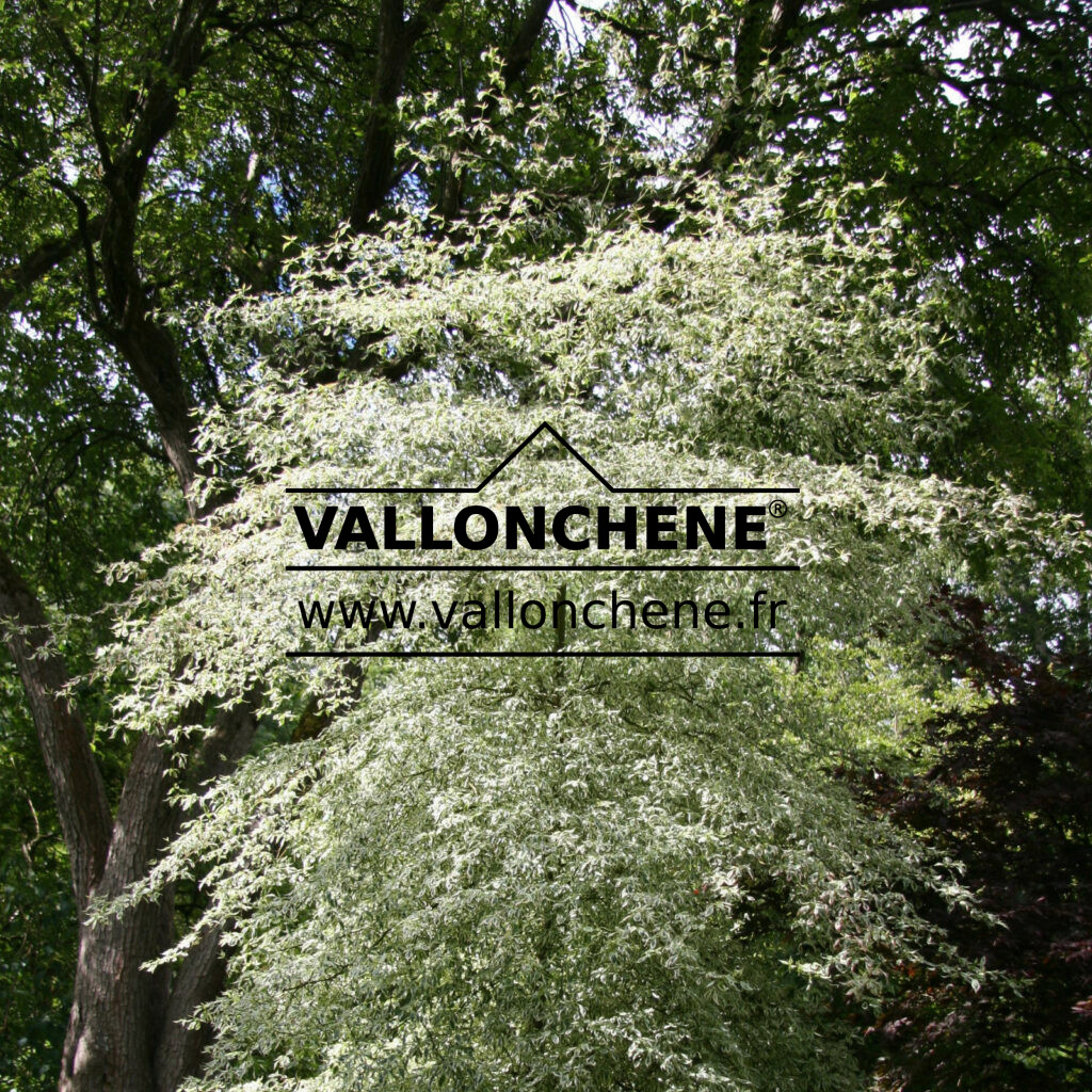 CORNUS alternifolia 'Argentea'