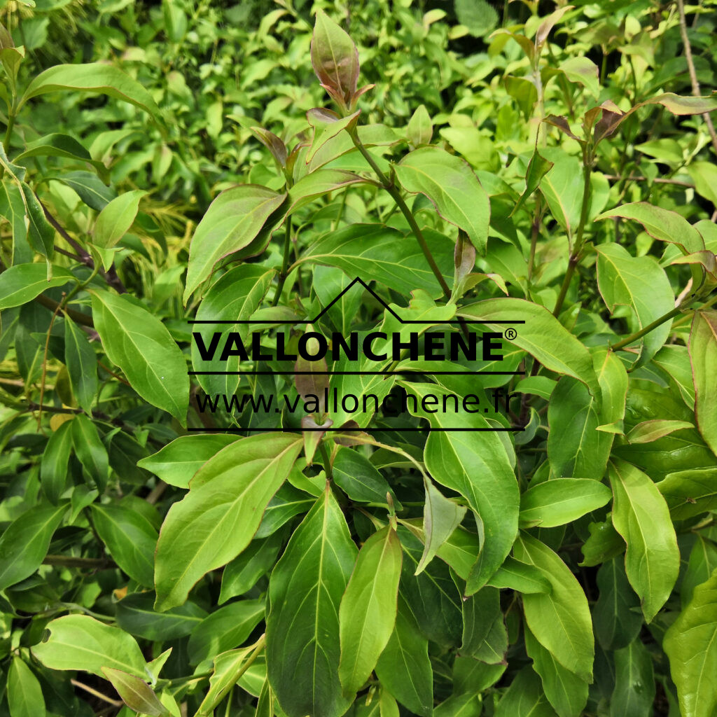 CORNUS capitata - Bentham's dogwood