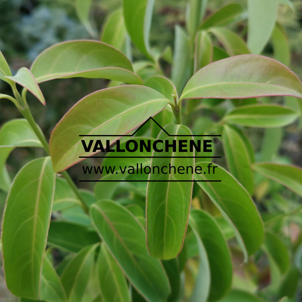 CORNUS elliptica 'Empress of China' (R) - cornouiller à fleurs