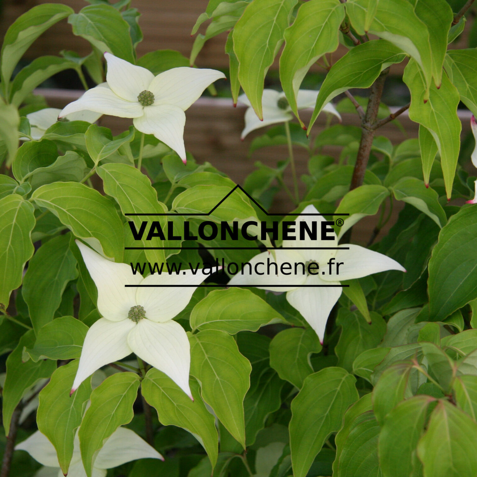 CORNUS kousa 'Milky Way' - kousa dogwood