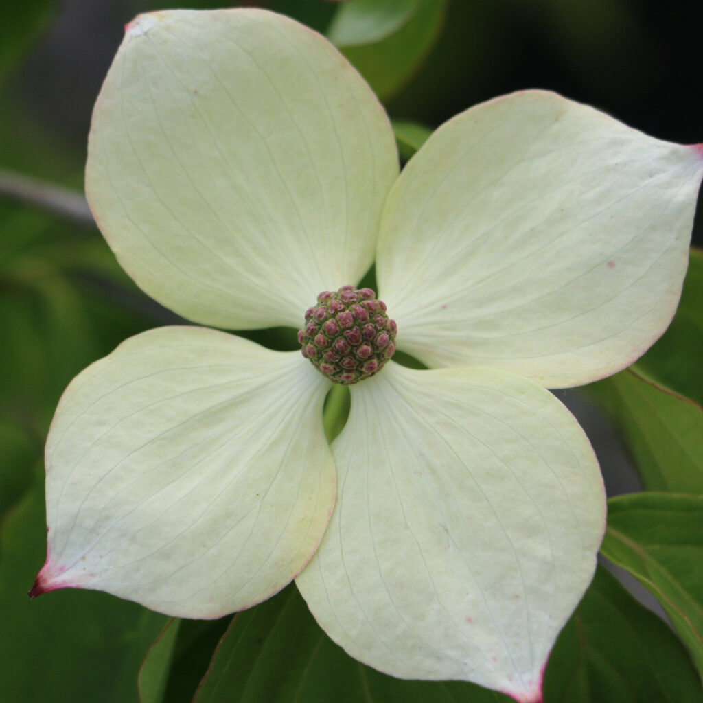 CORNUS kousa 'Teutonia' - kousa dogwood