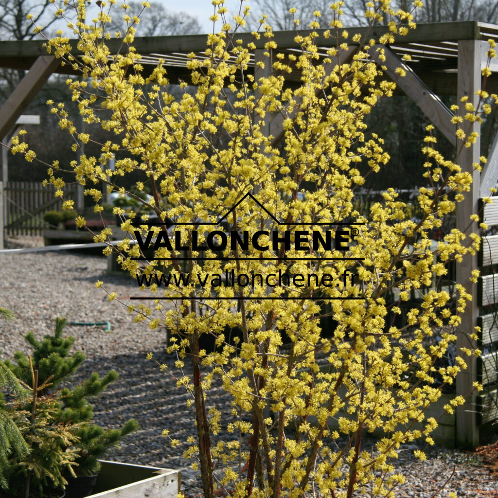 CORNUS officinalis - cornouiller officinal