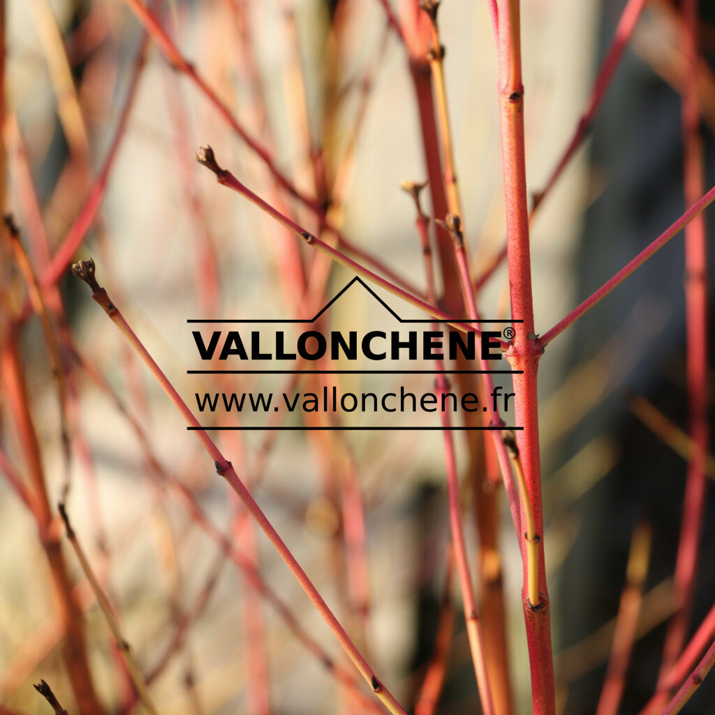 CORNUS sanguinea 'Midwinter Fire' - dogwood
