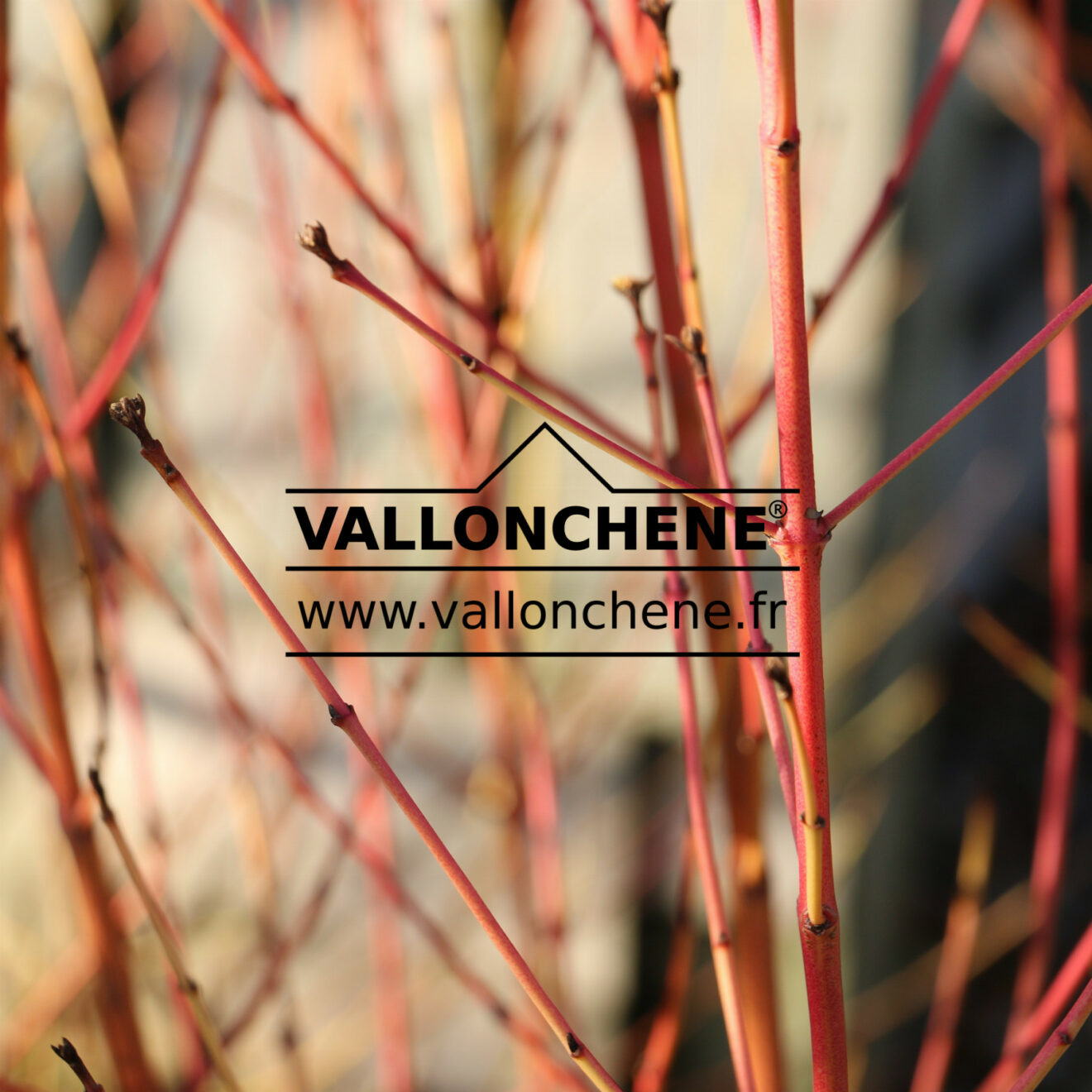CORNUS sanguinea 'Midwinter Fire' - dogwood