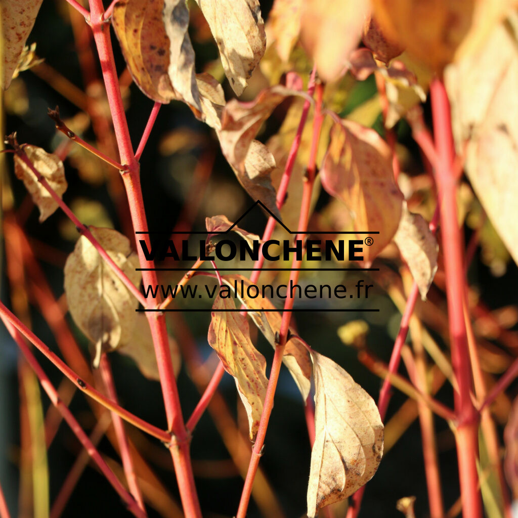 CORNUS sanguinea 'Midwinter Fire' - dogwood