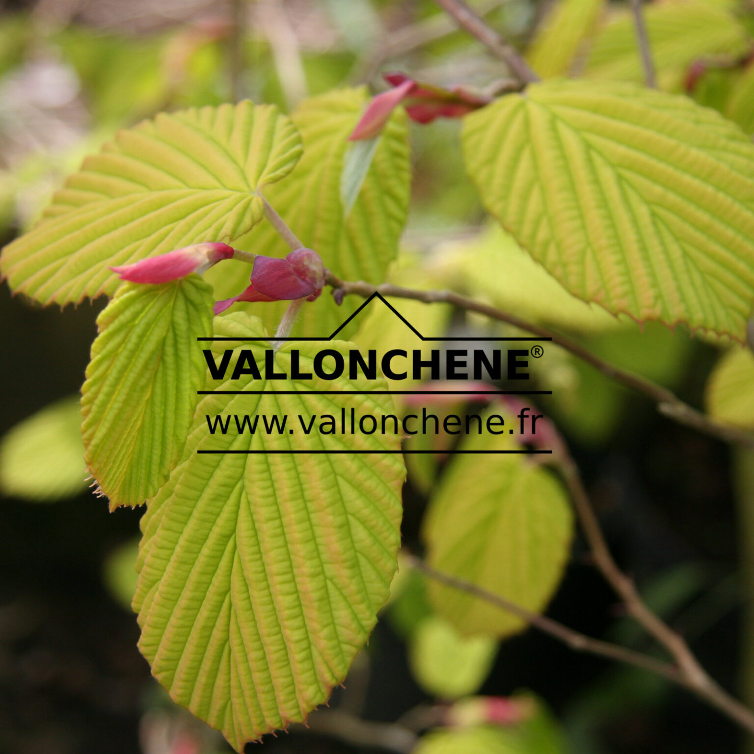 CORYLOPSIS sinensis 'Golden Spring'