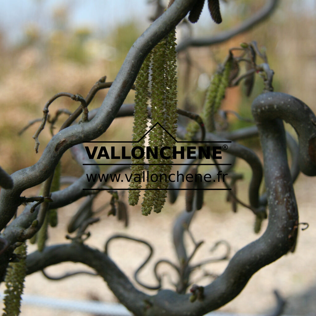 CORYLUS avellana 'Contorta' - noisetier tortueux