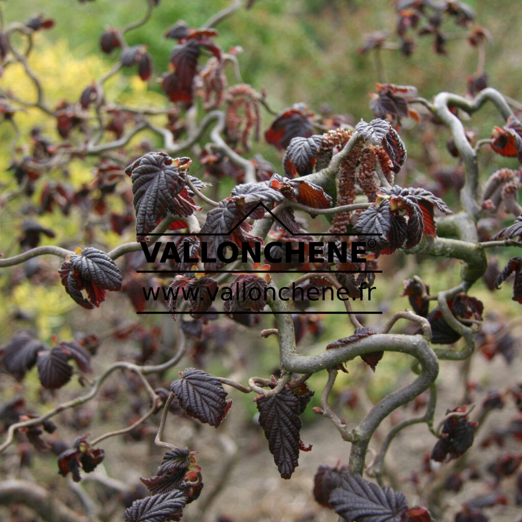 CORYLUS avellana 'Red Majestic' - noisetier tortueux rouge