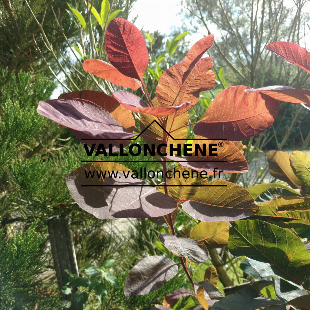 COTINUS coggygria 'Grace' - Eurasian smoketree