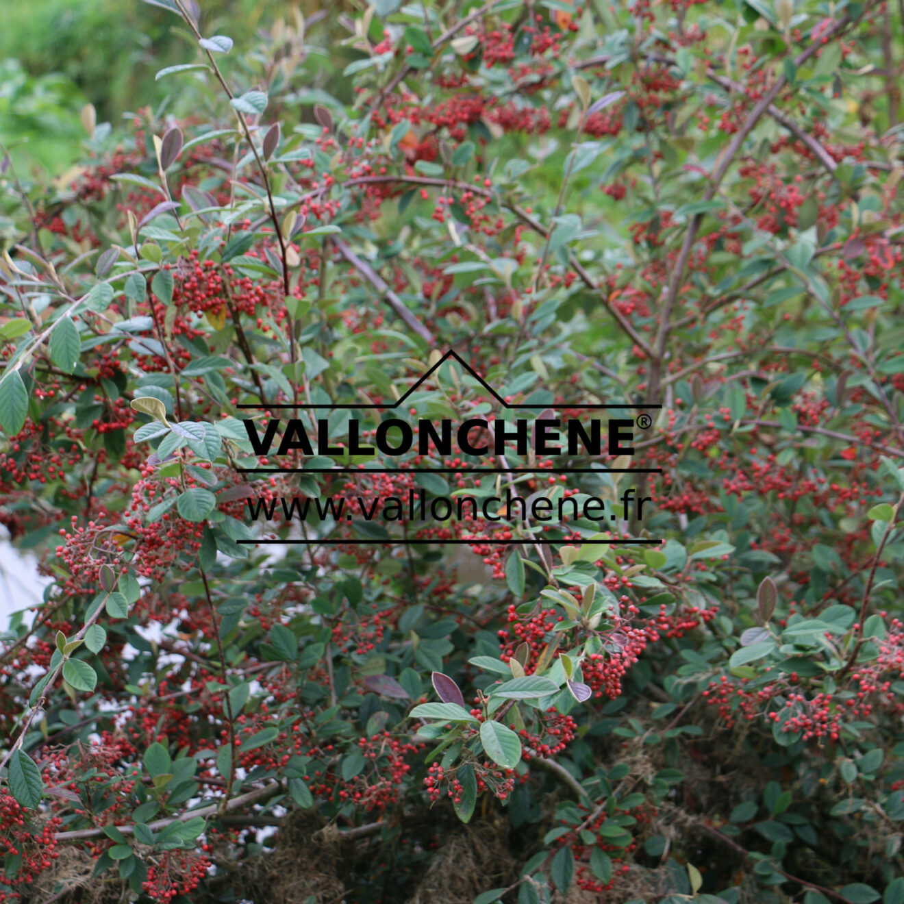 COTONEASTER lacteus - cotonéaster