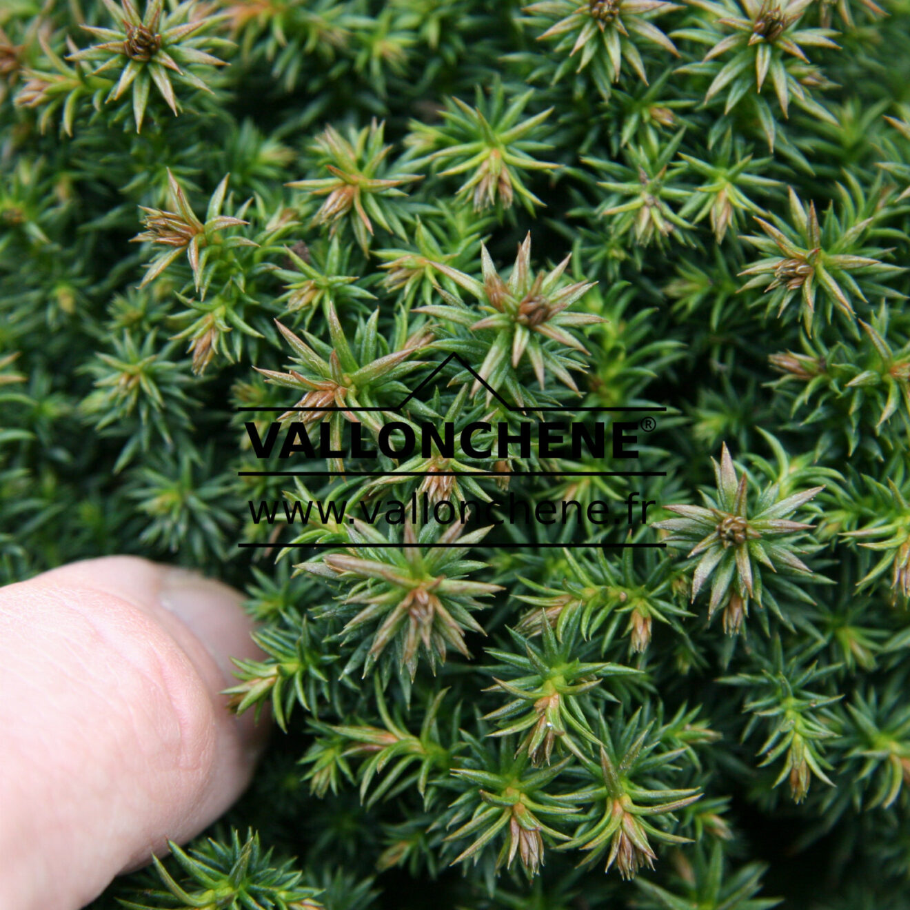 CRYPTOMERIA japonica 'Compressa' - Japanese cedar