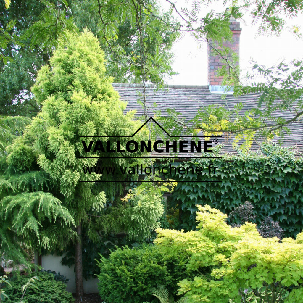 CRYPTOMERIA japonica 'Sekkan' - Japanese sugi-pine