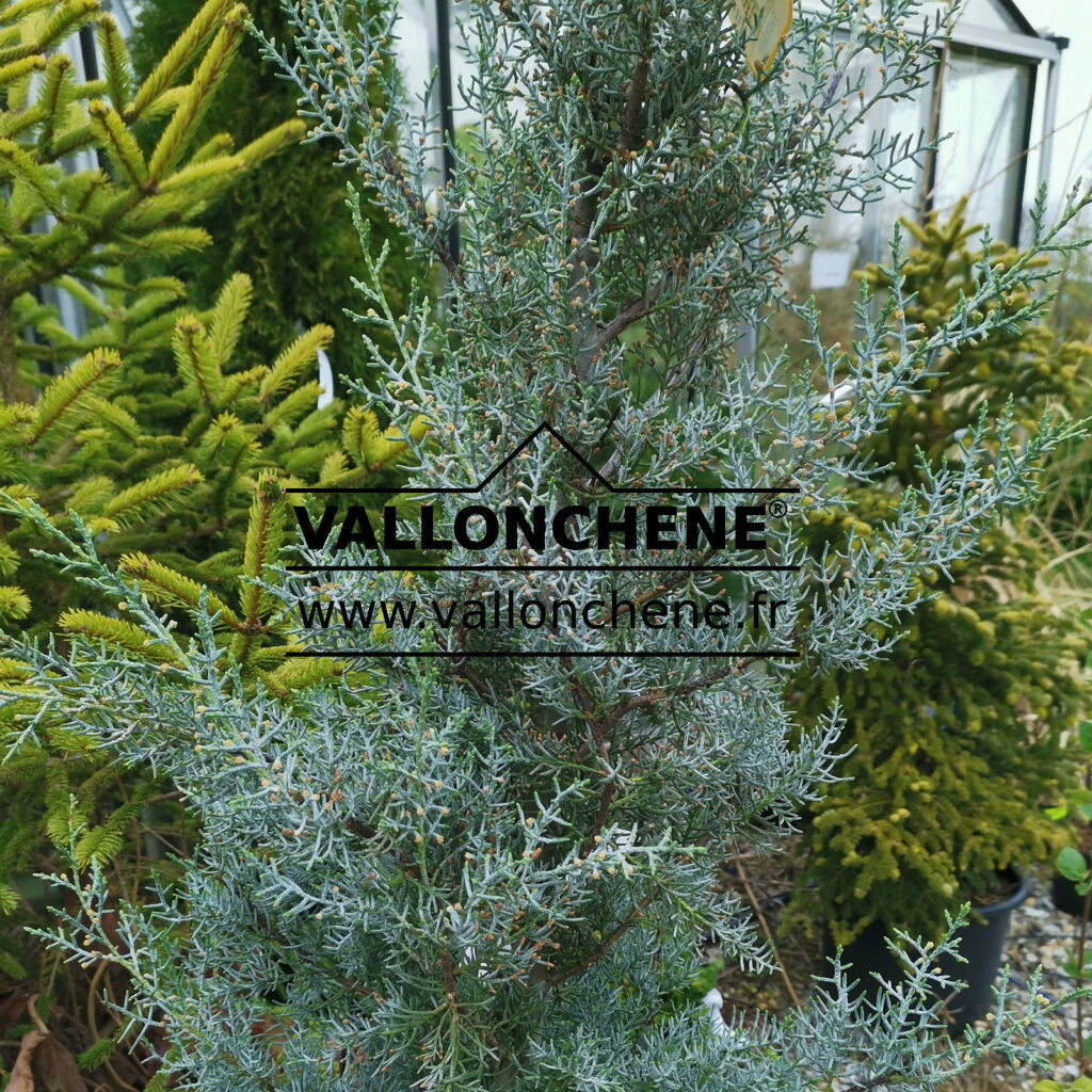 CUPRESSUS arizonica 'Fastigiata' - cyprès de l'Arizona