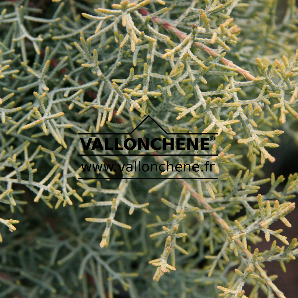 CUPRESSUS arizonica 'Sulphurea' - cyprès de l'Arizona