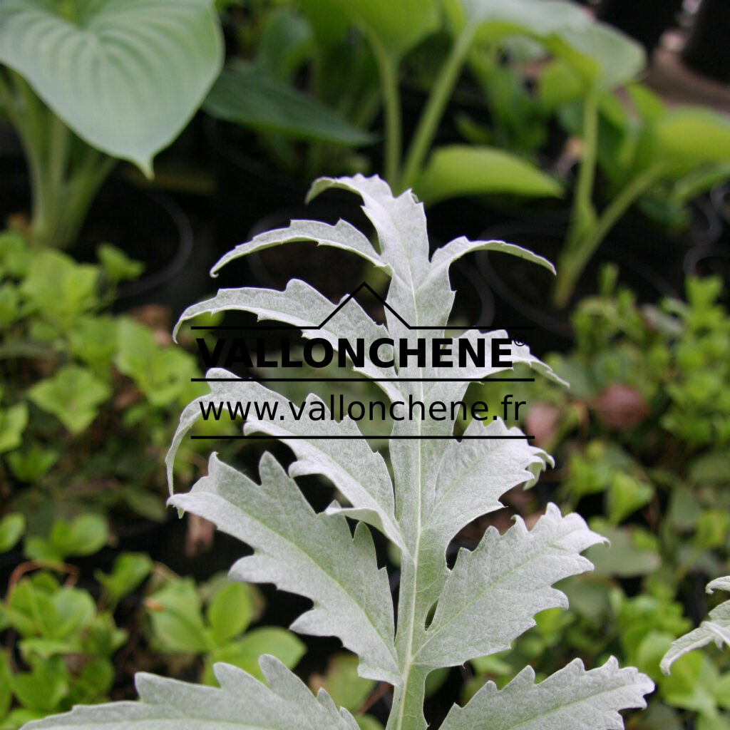 CYNARA cardunculus - carde