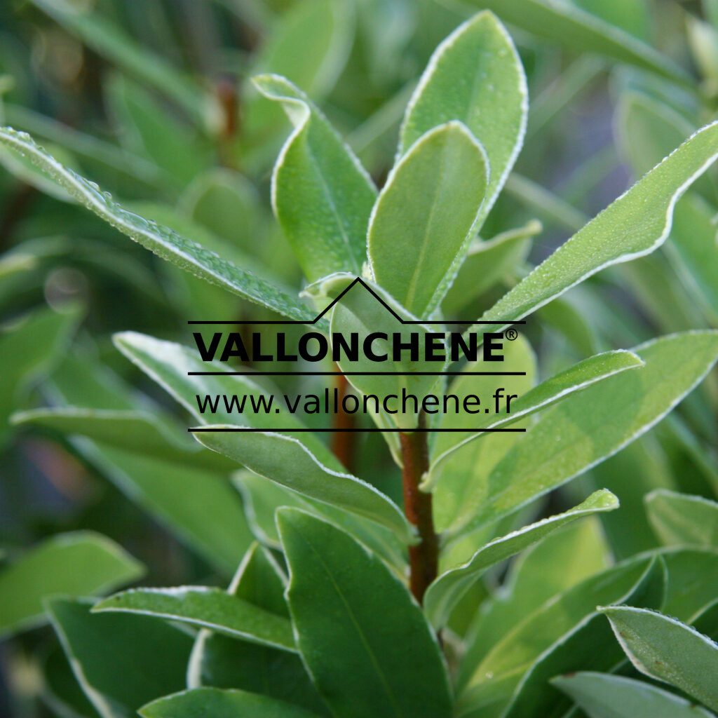 DAPHNE odora 'Aureomarginata' - winter daphne