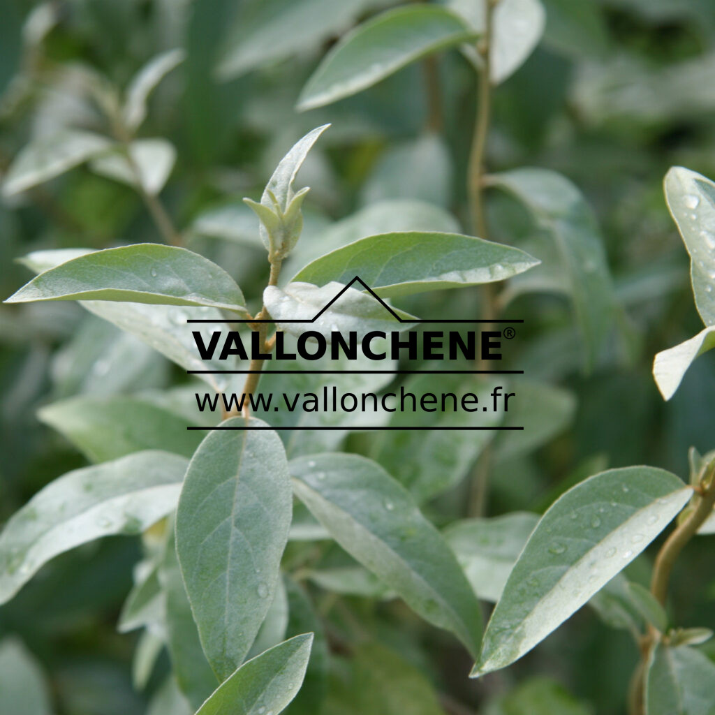 ELAEAGNUS angustifolia 'Quicksilver' - olivier de bohême