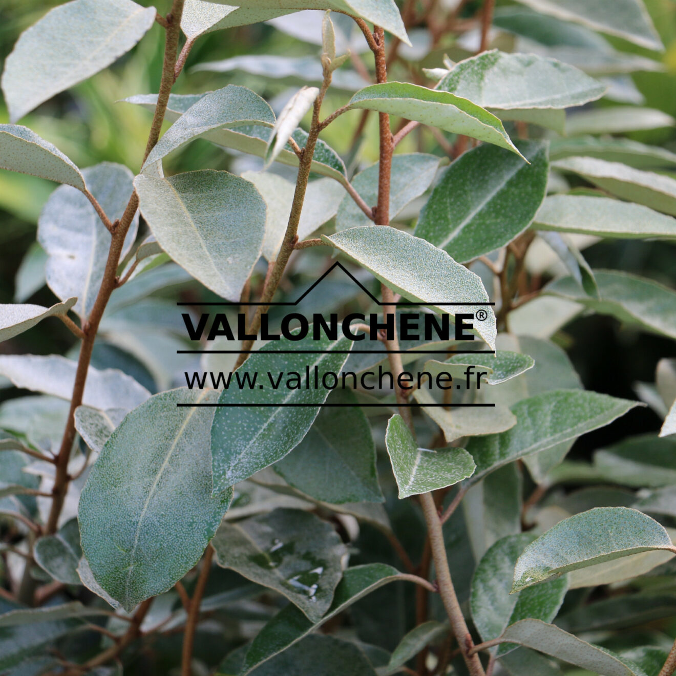ELAEAGNUS ebbingei - chalef