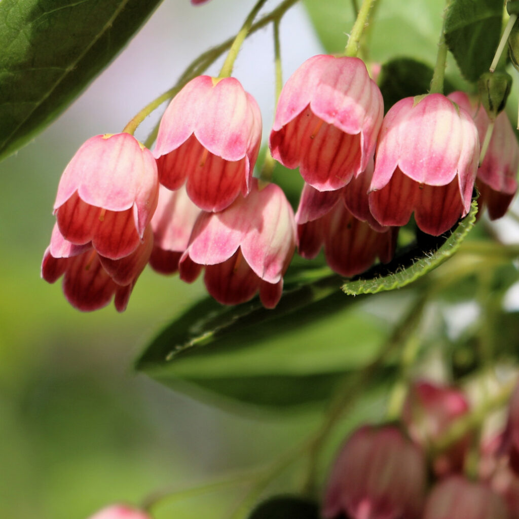 ENKIANTHUS campanulatus - Redvein Enkianthus