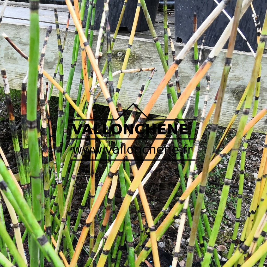 EQUISETUM ramosissimum var japonicum - branched horsetail
