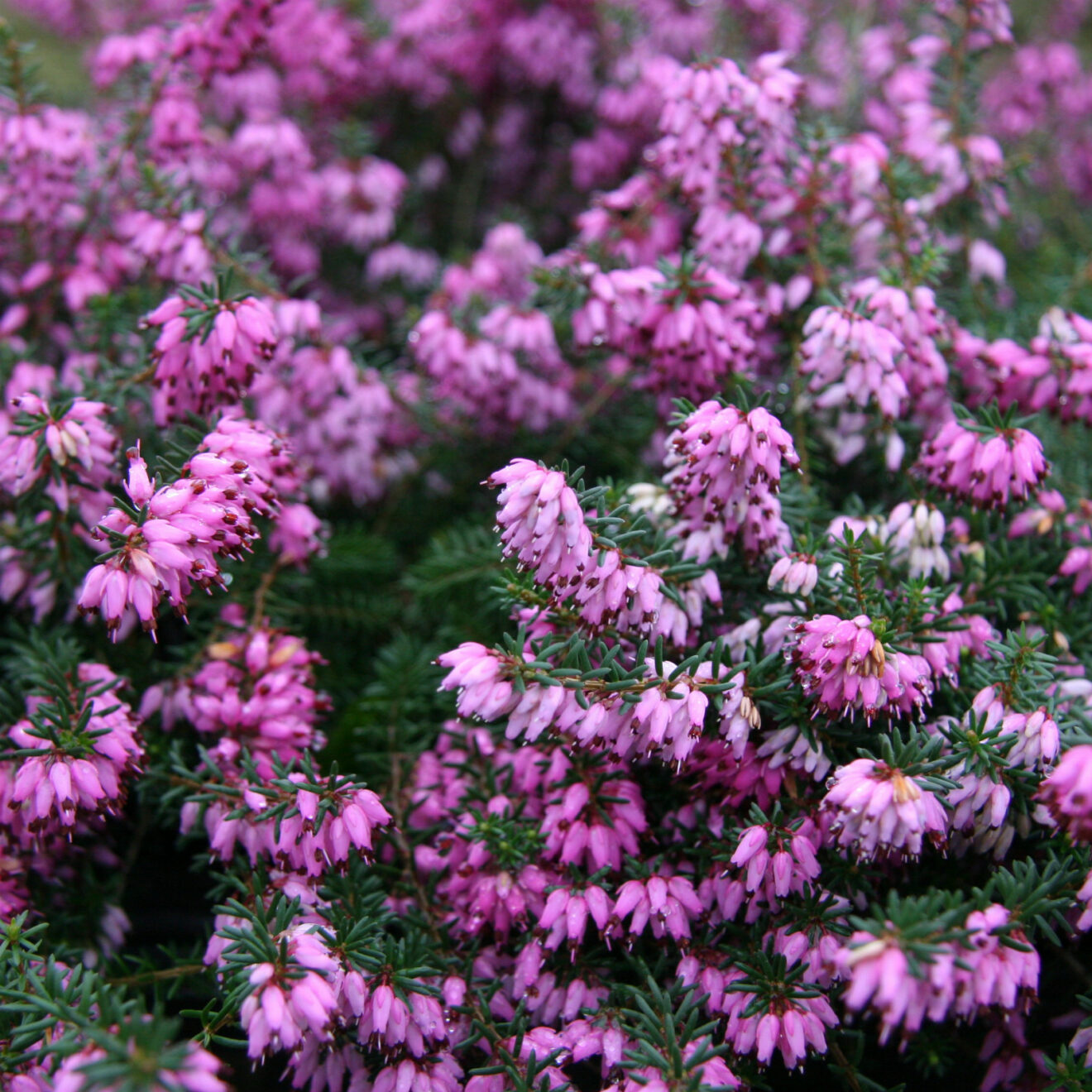 ERICA carnea