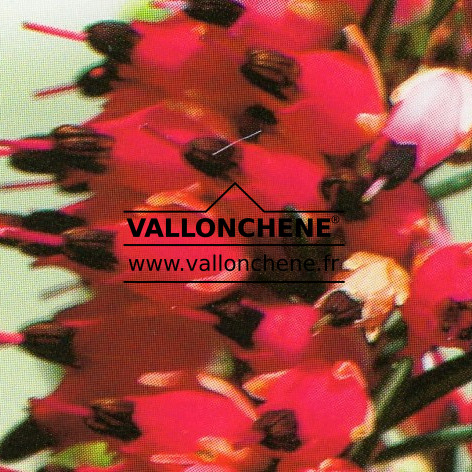 ERICA darleyensis 'Kramer's Rote' - bruyère d'hiver