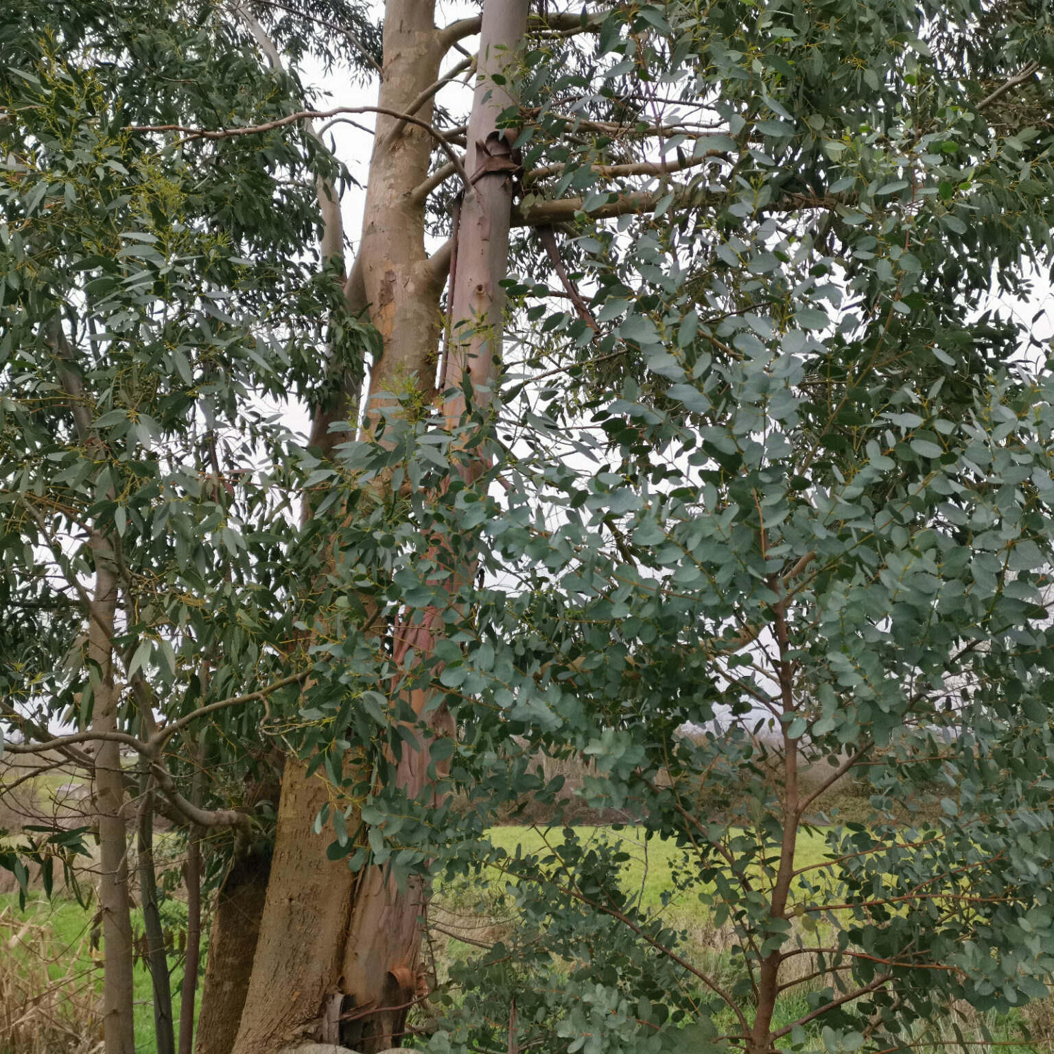 EUCALYPTUS gunnii - eucalyptus à feuilles rondes