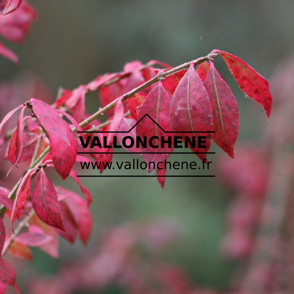 EUONYMUS alatus 'Compactus' - dwarf burning bush