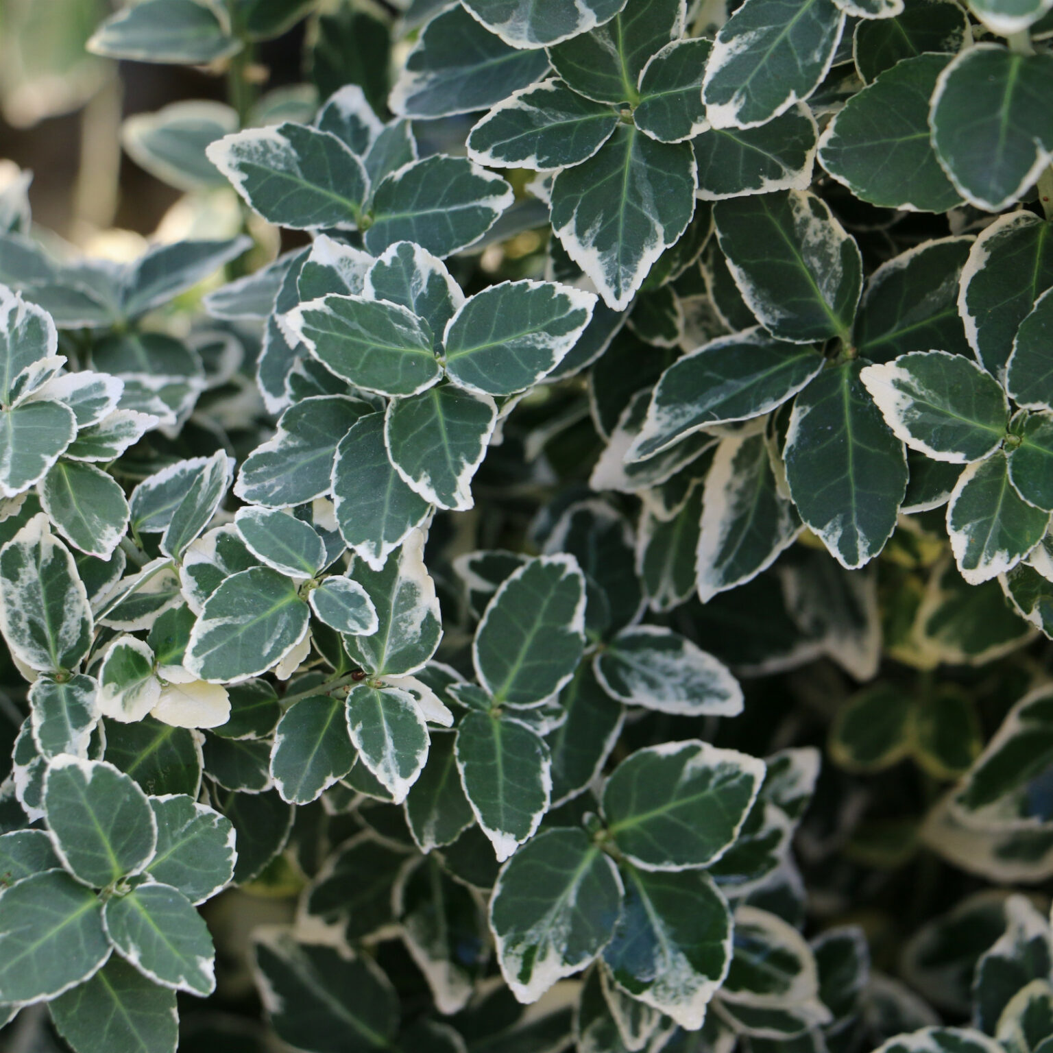 EUONYMUS fortunei 'Emerald Gaiety'