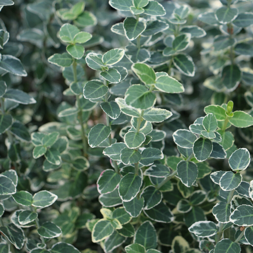EUONYMUS fortunei 'Emerald Gaiety'