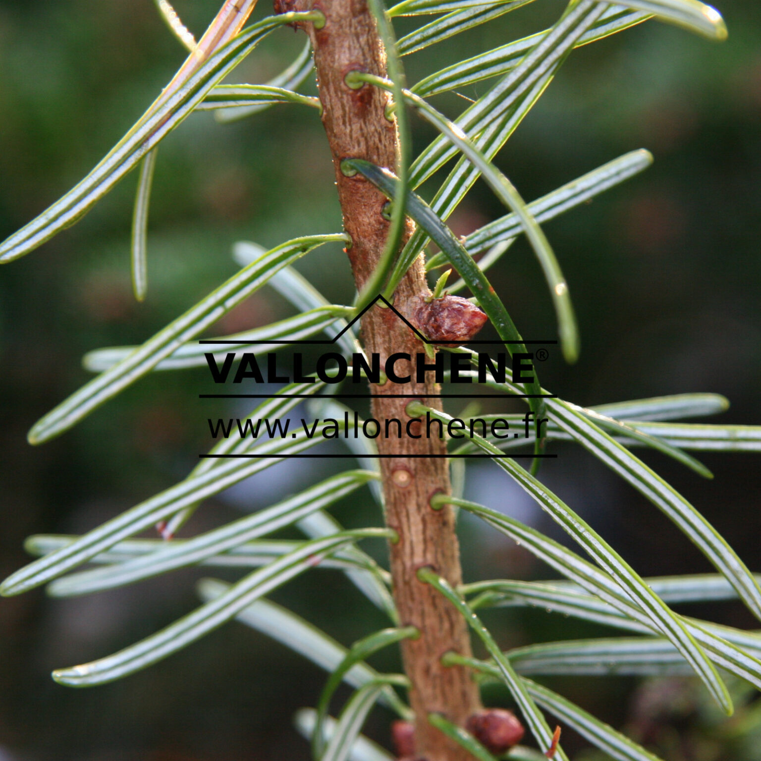 ABIES alba 'Spiralis' - silver fir