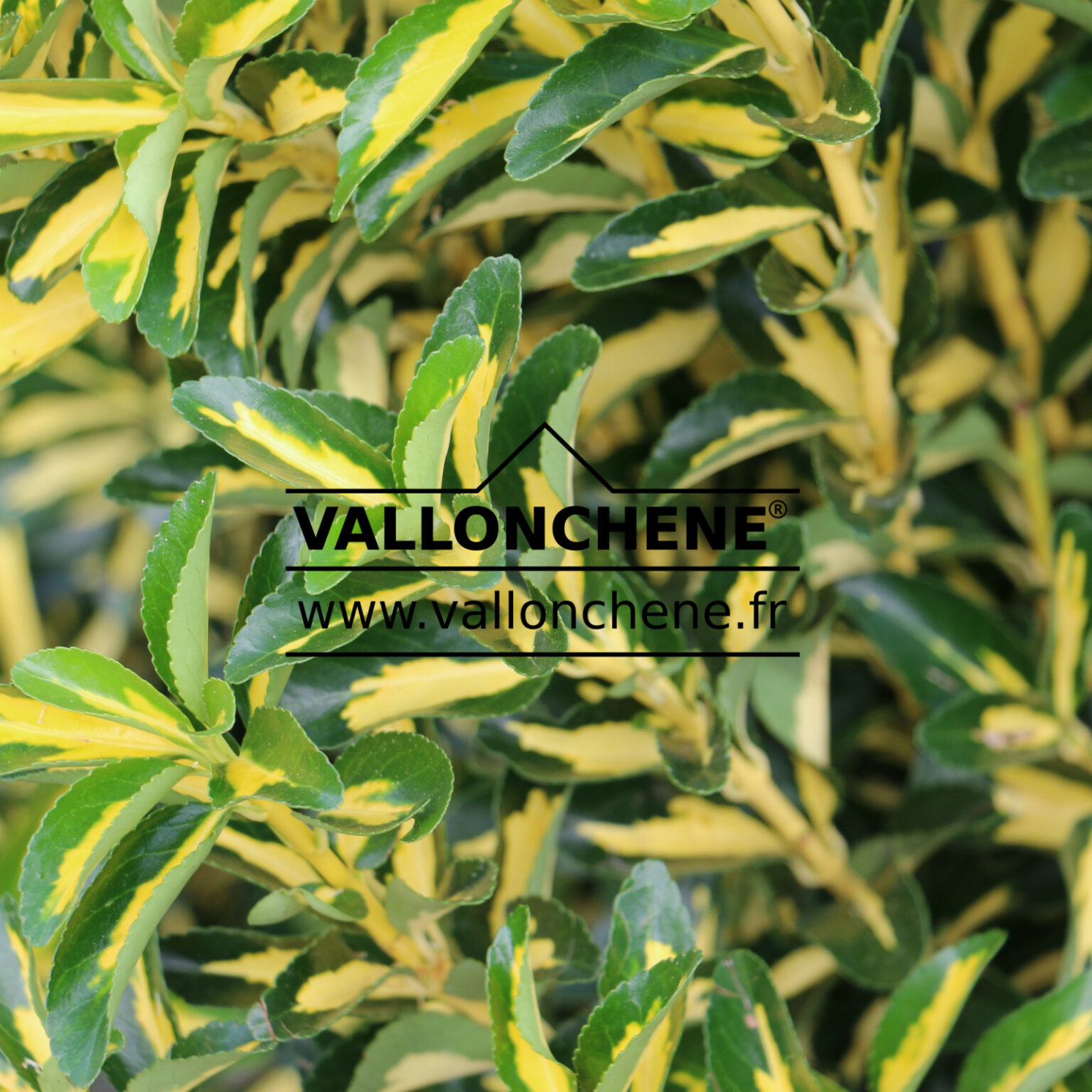 EUONYMUS japonicus 'Luna' - fusain japonais panaché