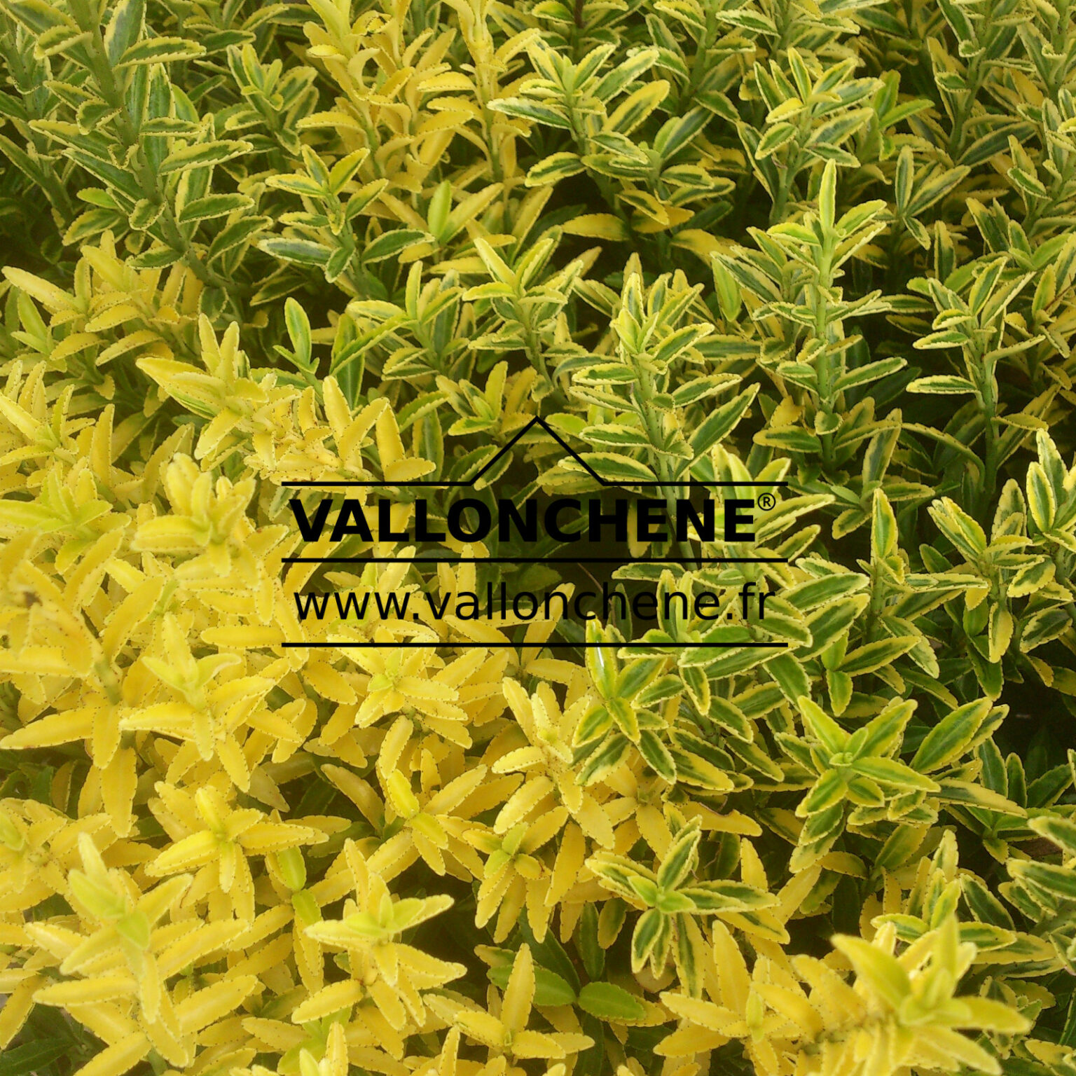 EUONYMUS japonicus 'Microphyllus Aureovariegatus' - Japanese spindle