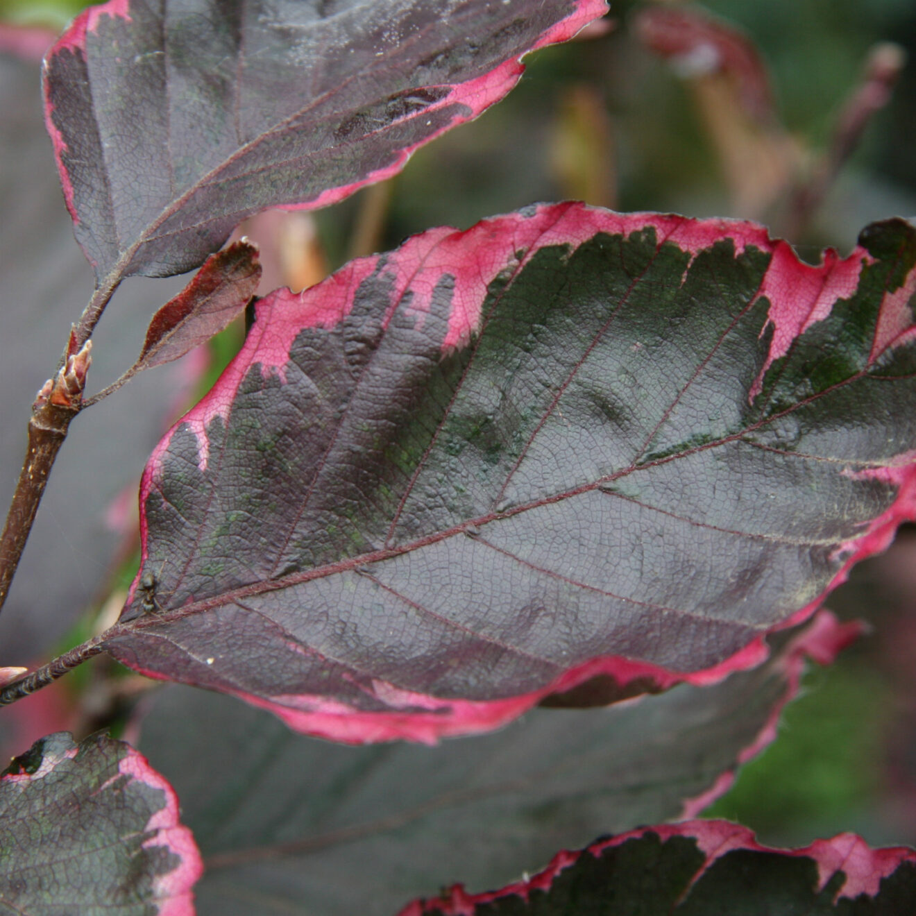 FAGUS sylvatica 'Tricolor' - hêtre