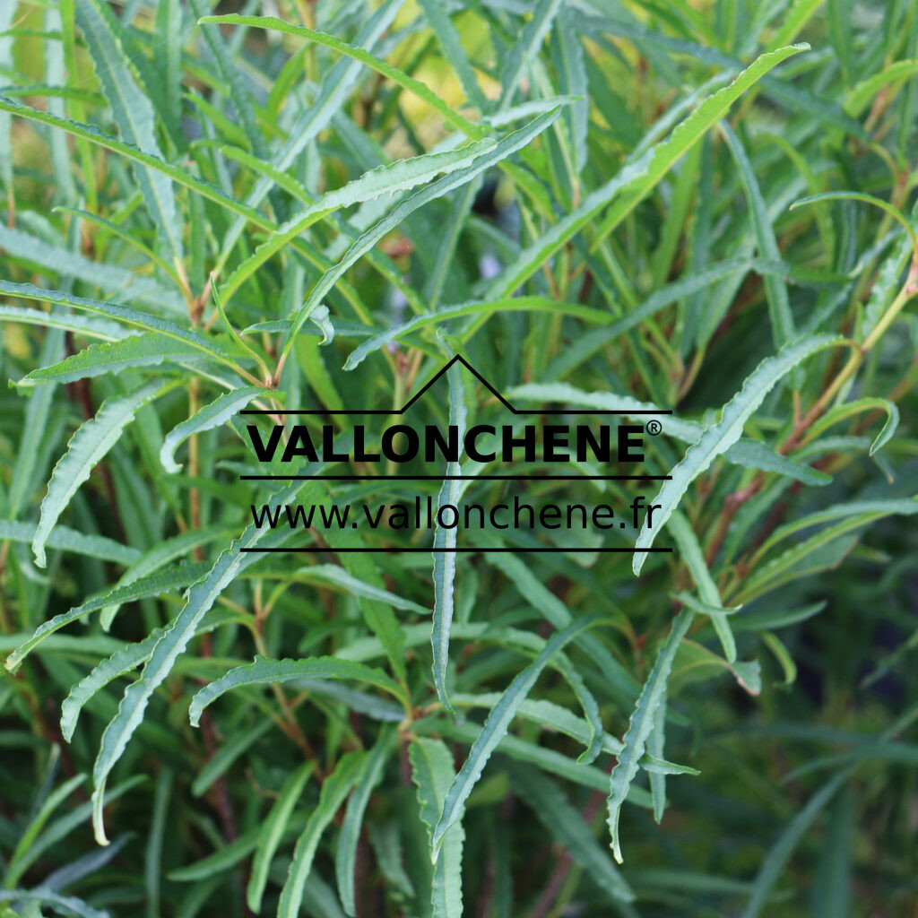 FRANGULA alnus 'Fine Line' - alder buckthorn