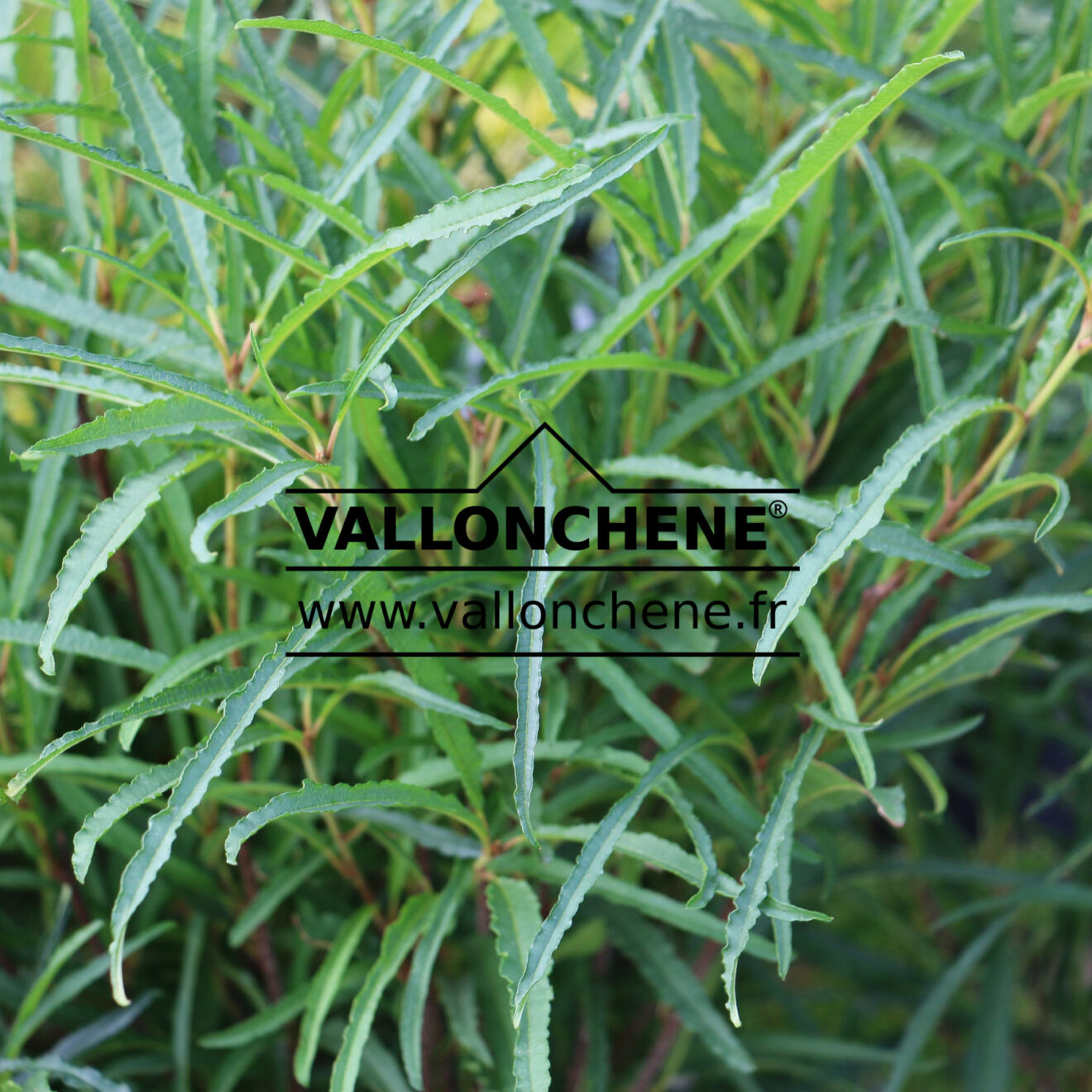 FRANGULA alnus 'Fine Line' - alder buckthorn