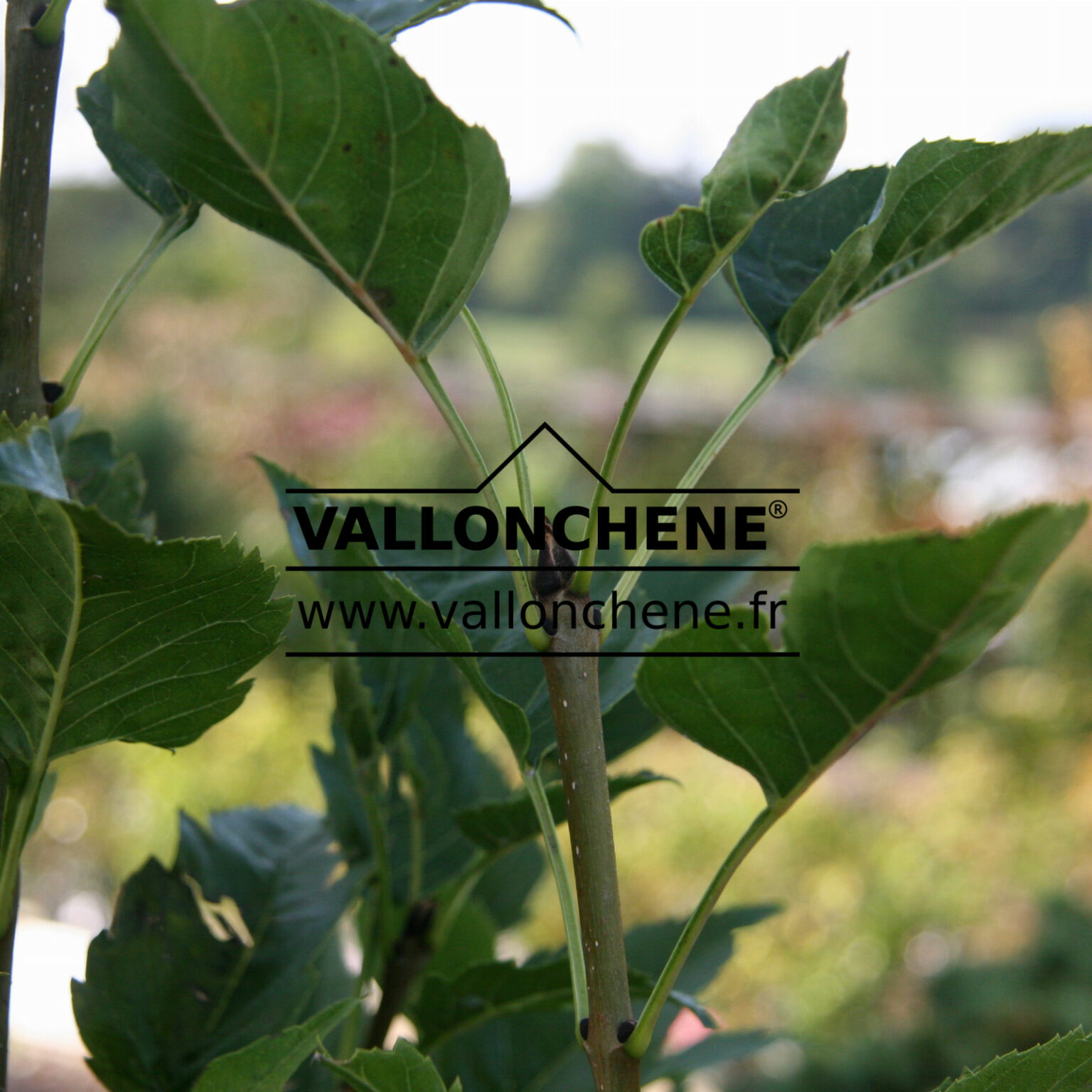 FRAXINUS excelsior f. diversifolia - ash