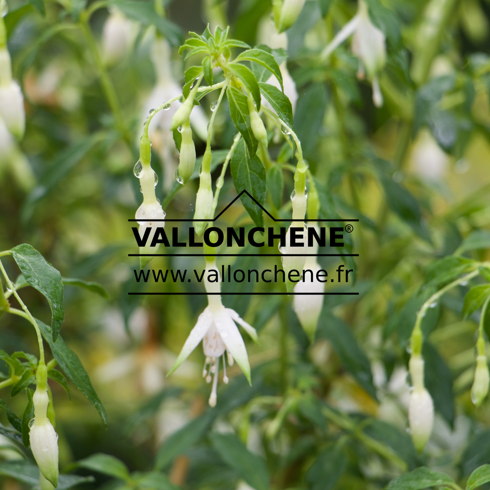 FUCHSIA 'Hawkshead' - fuchsia