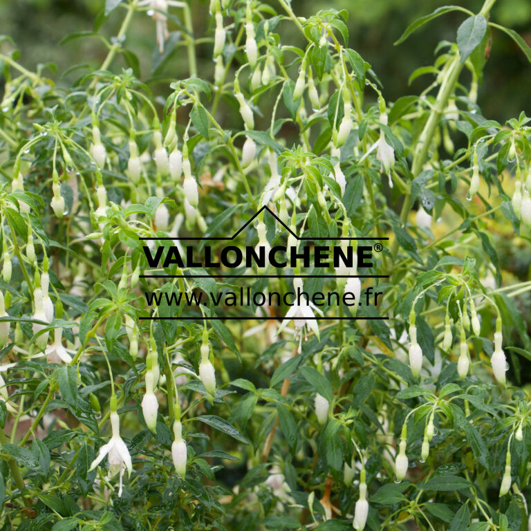 FUCHSIA 'Hawkshead' - fuchsia