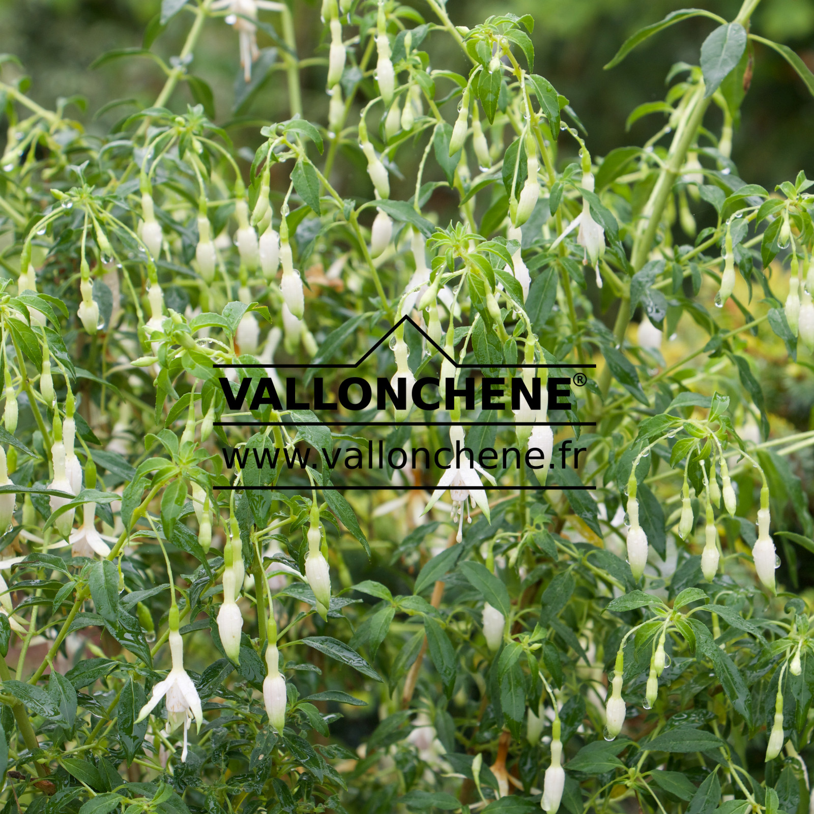 FUCHSIA 'Hawkshead' - fuchsia