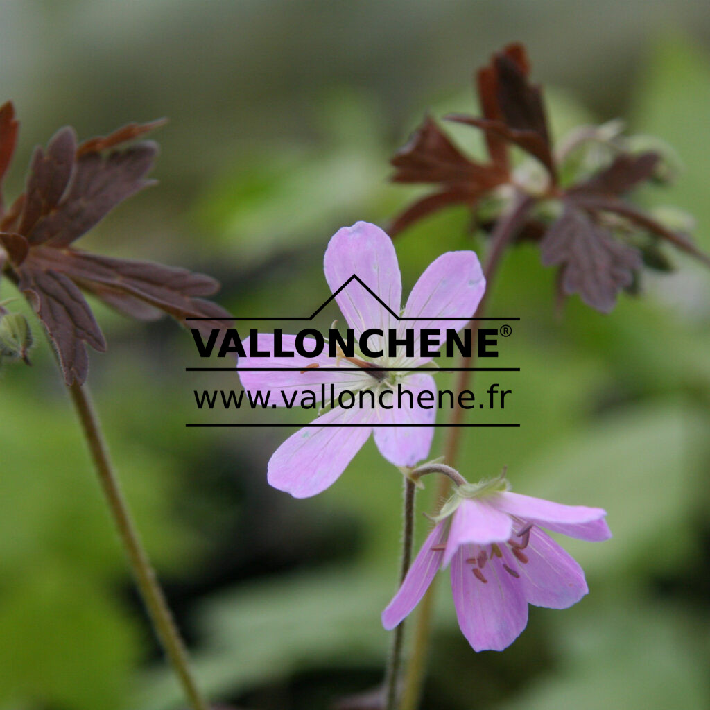 GERANIUM maculatum 'Espresso' - géranium vivace