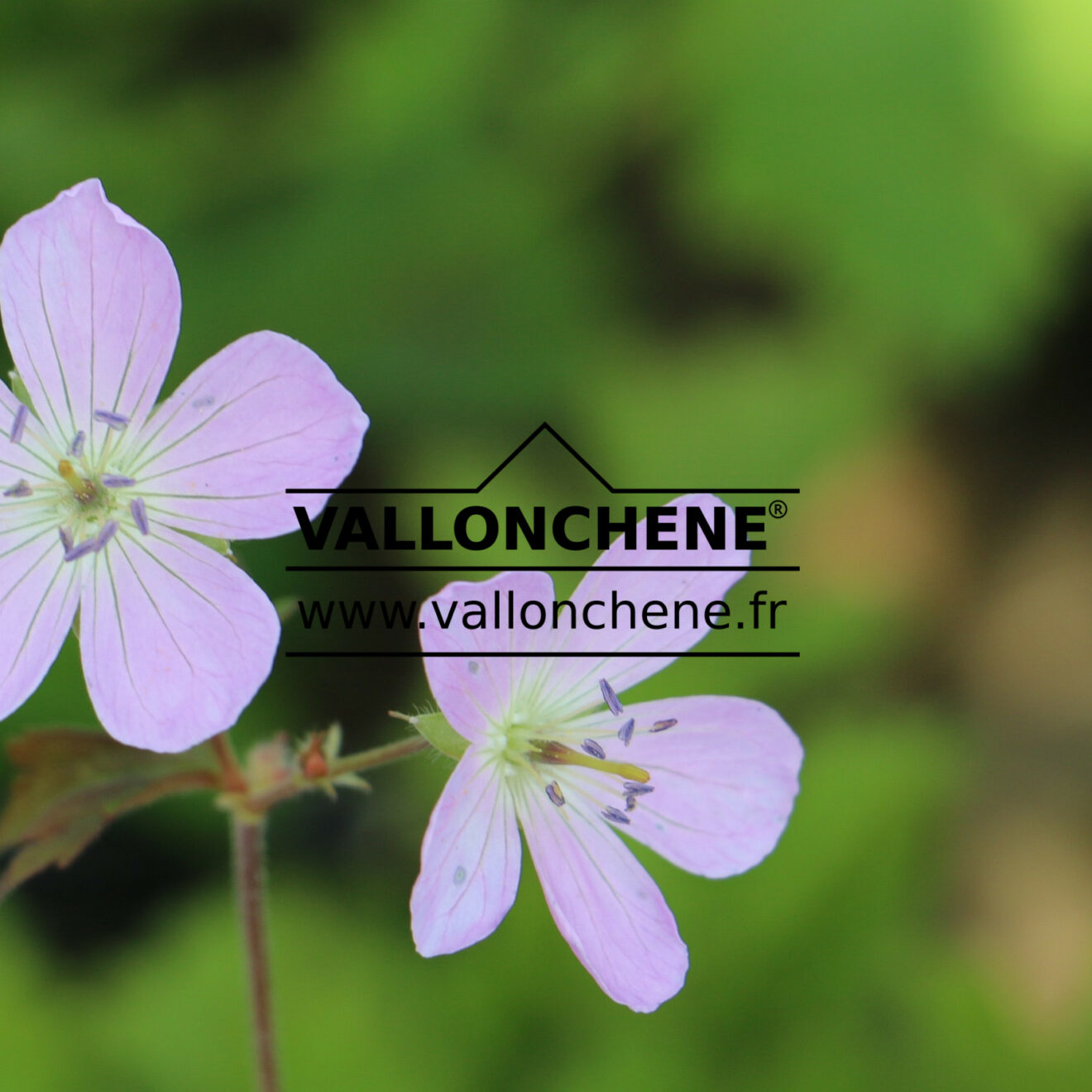 GERANIUM maculatum 'Espresso' - alum root