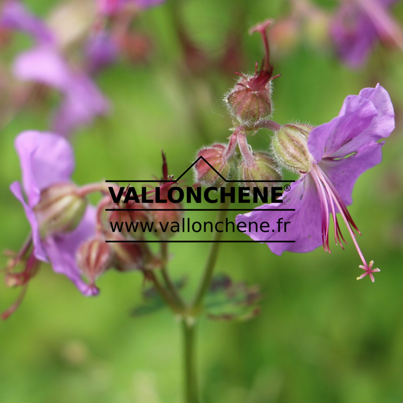 GERANIUM x cantabrigiense 'Cambridge' - géranium vivace