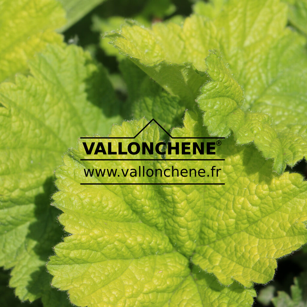 GEUM coccineum 'Eos' - avens