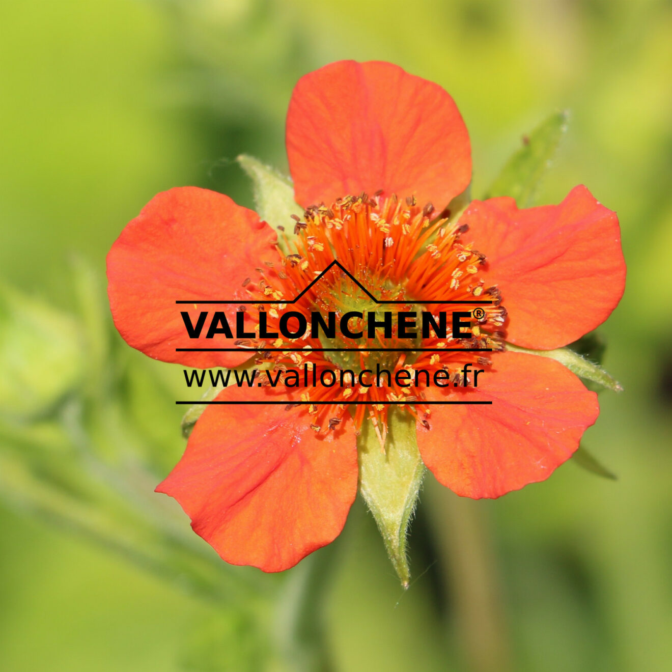 GEUM coccineum 'Eos' - benoîte
