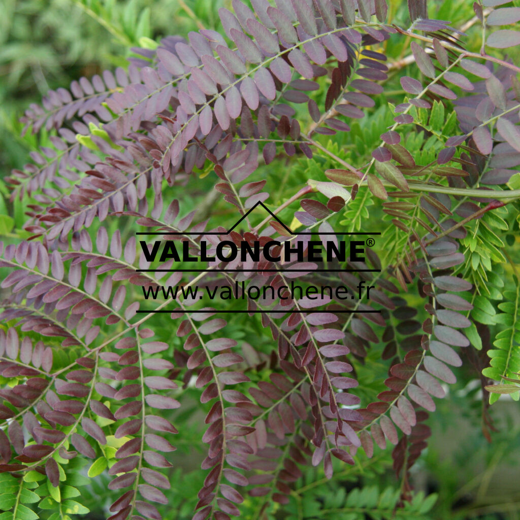 GLEDITSIA triacanthos 'Ruby Lace' - honey locust