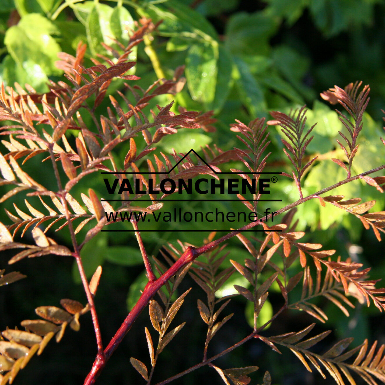 GLEDITSIA triacanthos 'Ruby Lace' - honey locust